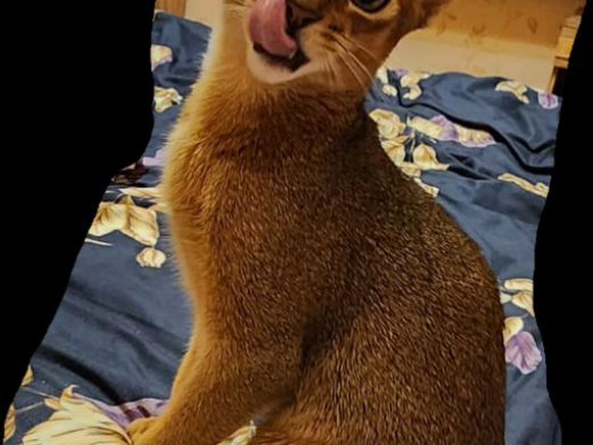 Абиссинская кошка бесплатно