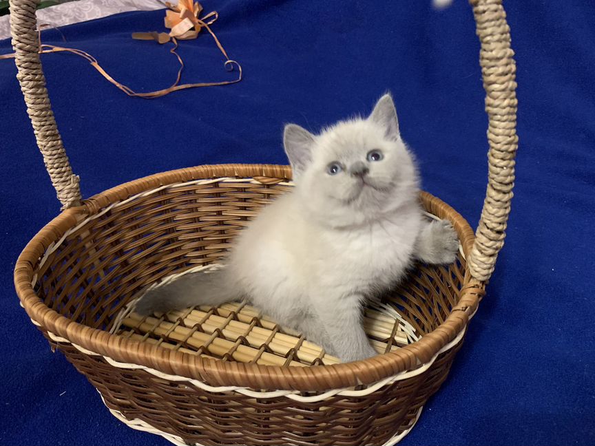 Шотландские котята
