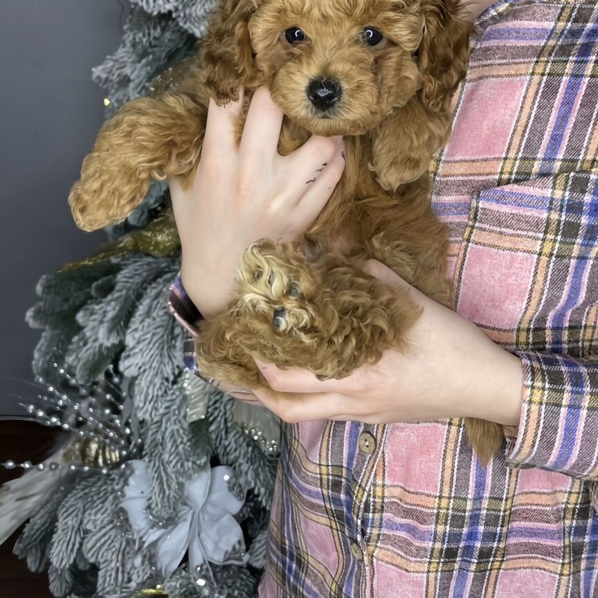 Той-пудель, щенок