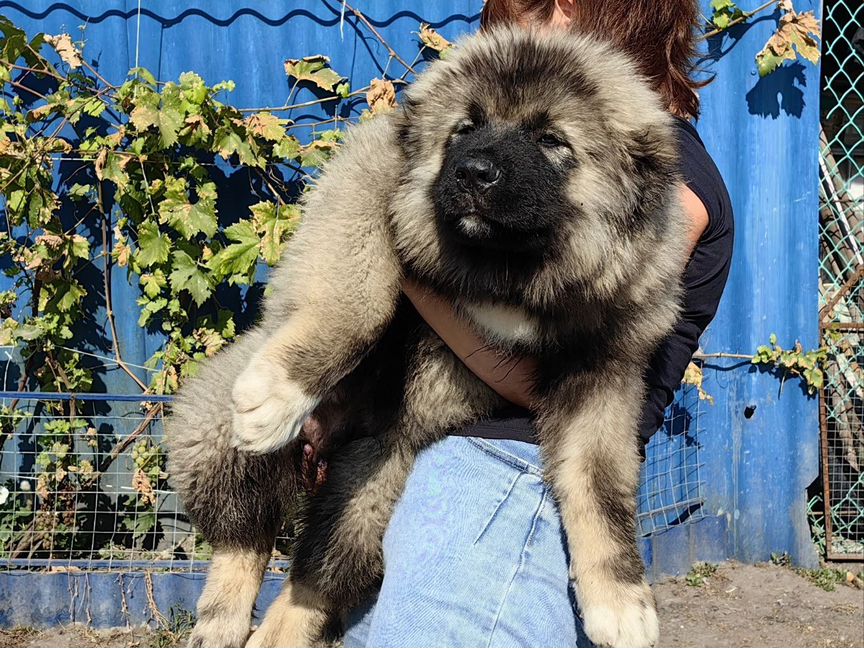 Кавказская овчарка