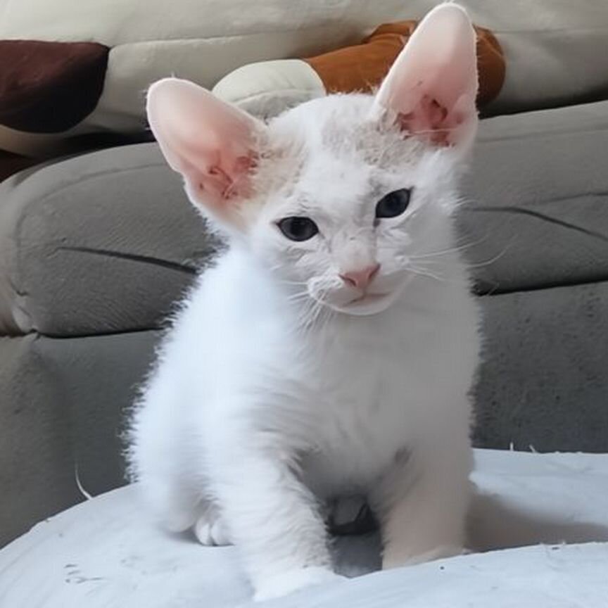 Донской сфинкс котёнок