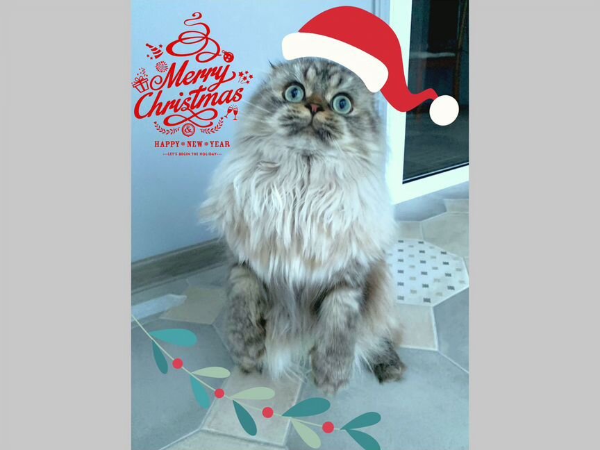 Котоклаус