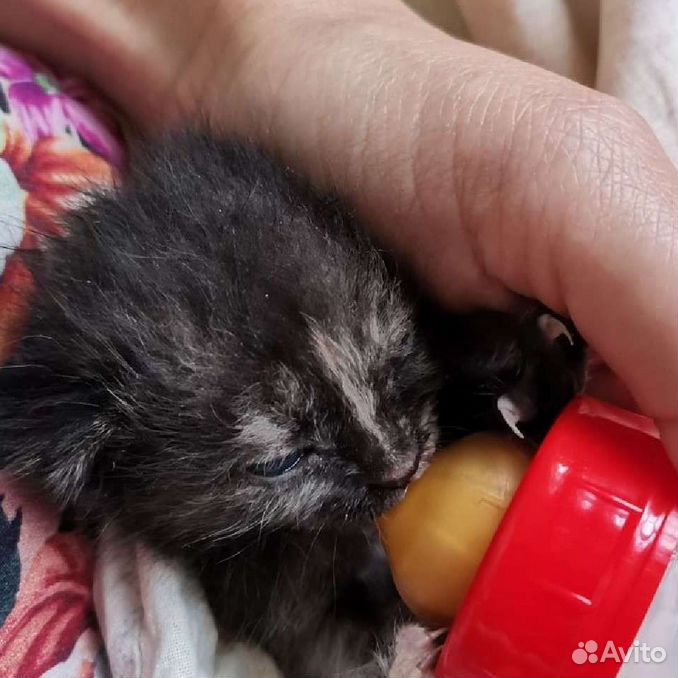 Котята остались без мамы, ищу добрые ручки