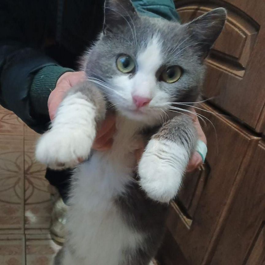 Молодой кот