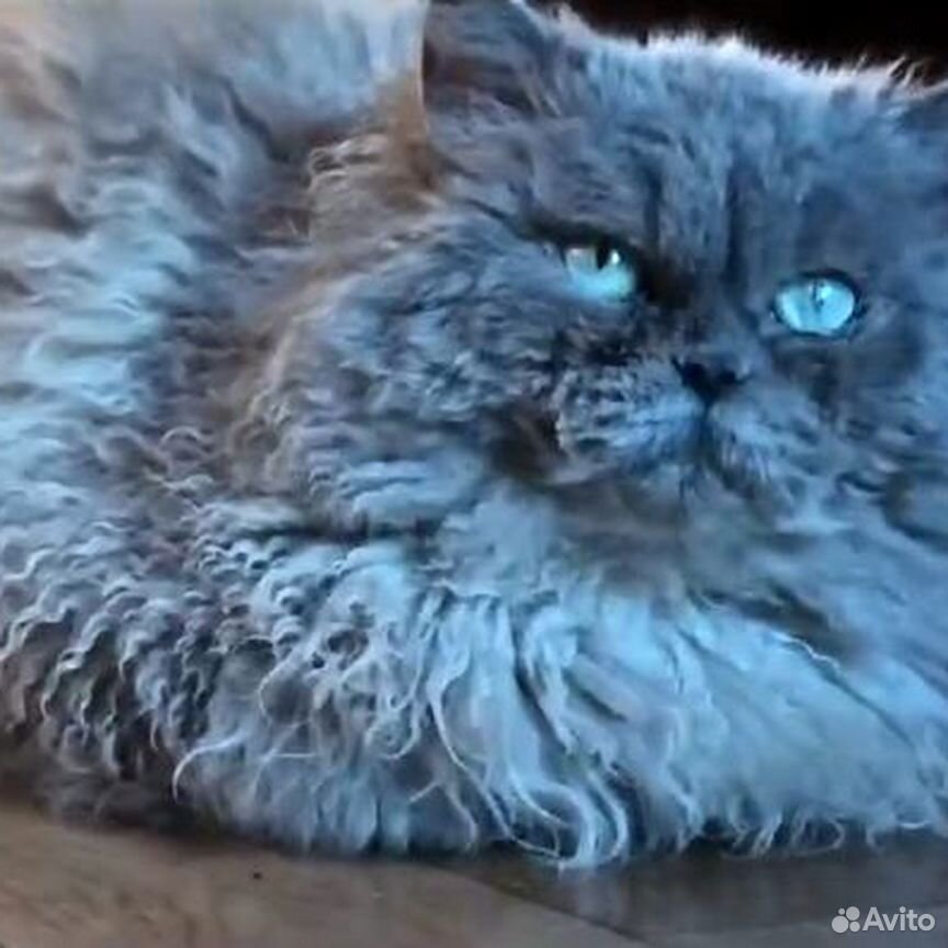 Котик селкирк рекс, мальчик, 11 мес