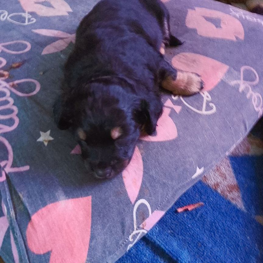 Цверг пинчер щенки