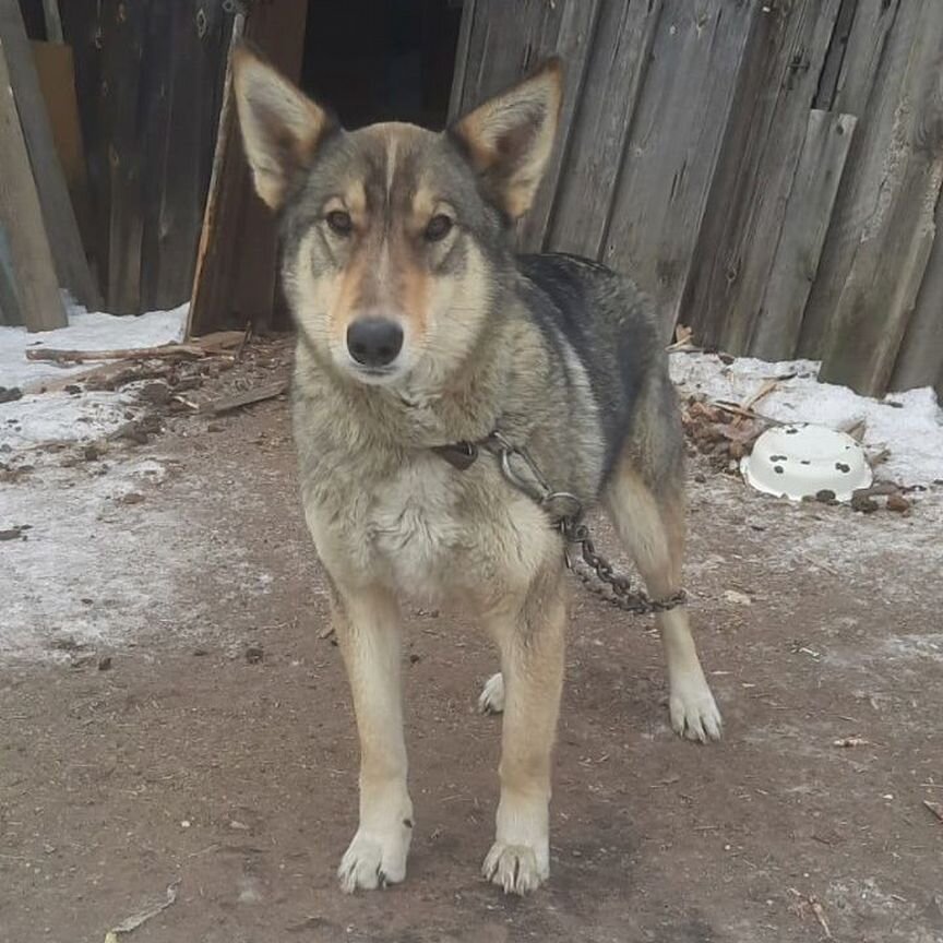 Подопечная приюта