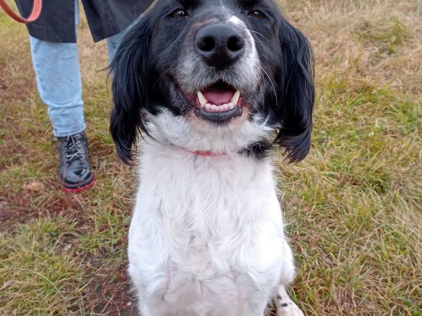 Спаниель Элис