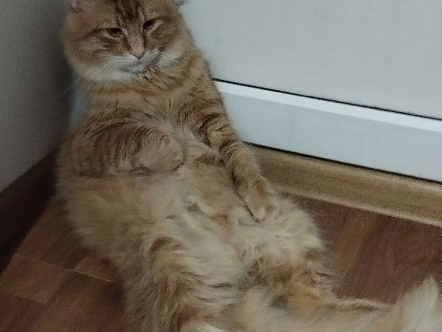 Отдам кота мэйкуна в добрые руки