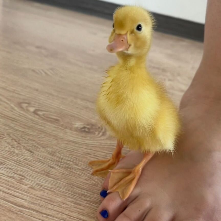 Утенок живой