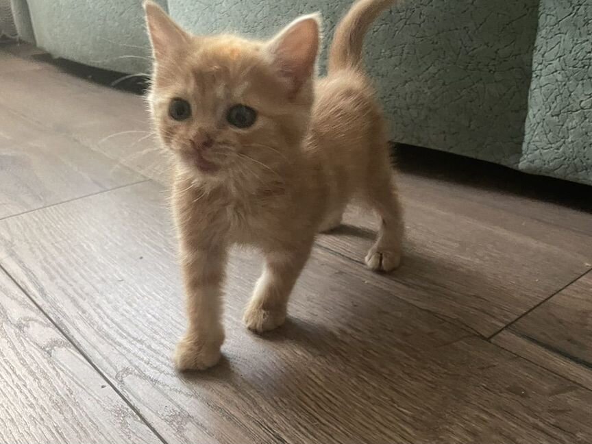 Котенок в добрые руки 1 месяц