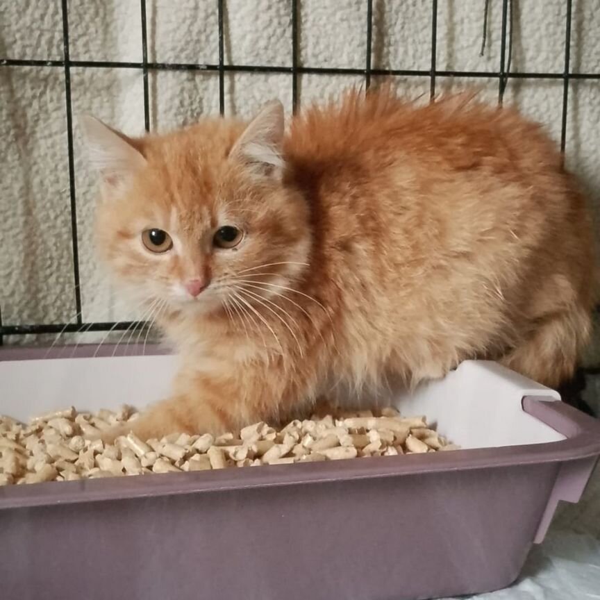 Котёнок мальчик 2,5 мес