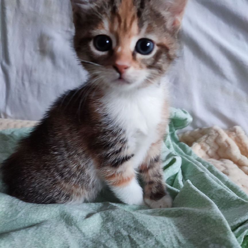 Кошка Маруська