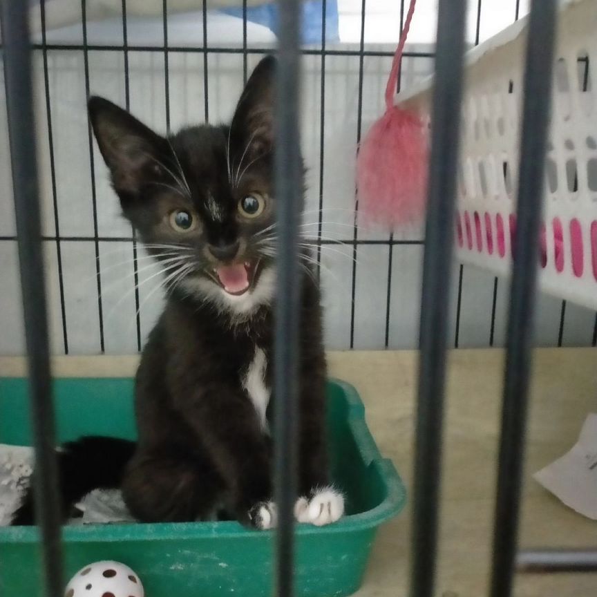 Котенок Кныш