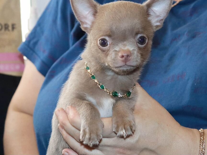 Лиловый Красавчик Чиxуaxуa 2 месяца