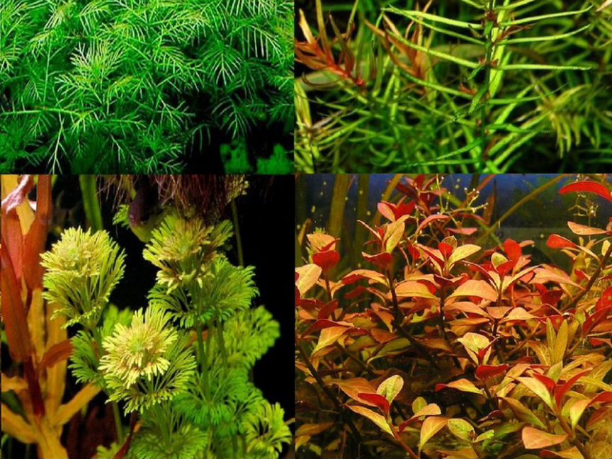 Для животных и аквариума аквариумные растения