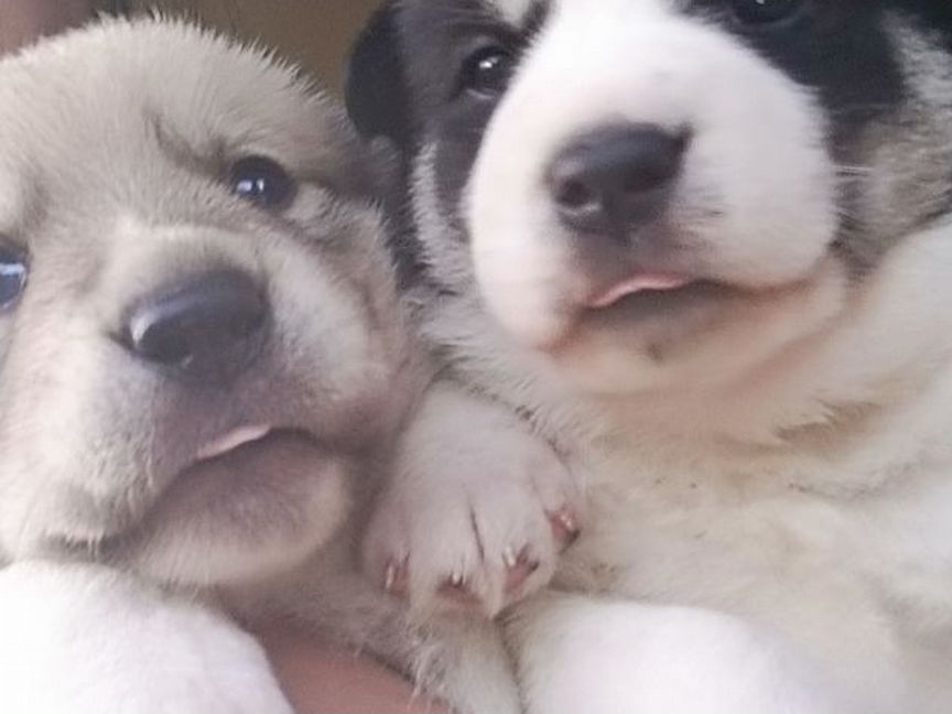 Щенки хаски 1 мес