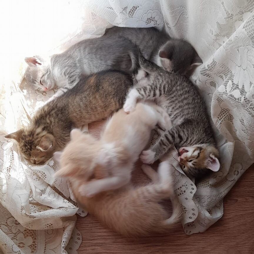 Котята в добрые руки