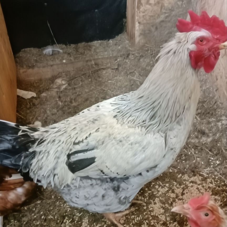 Петух молодой домашний