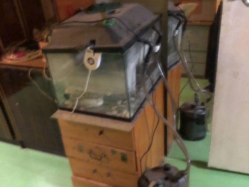 Аквариум с фаршем