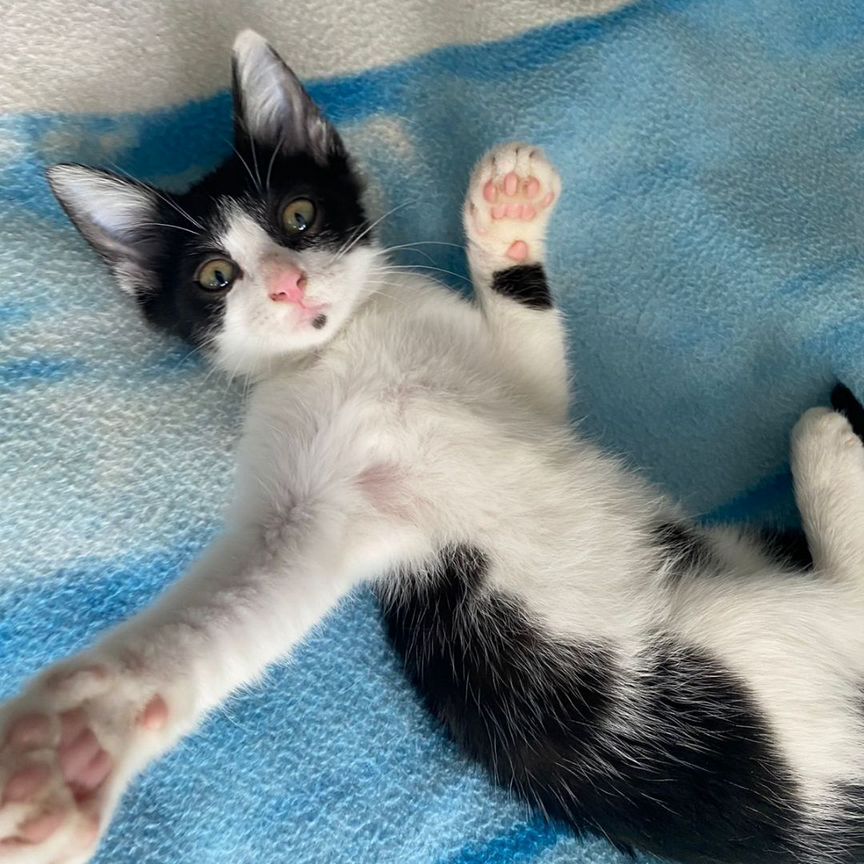 Котенок в добрые руки