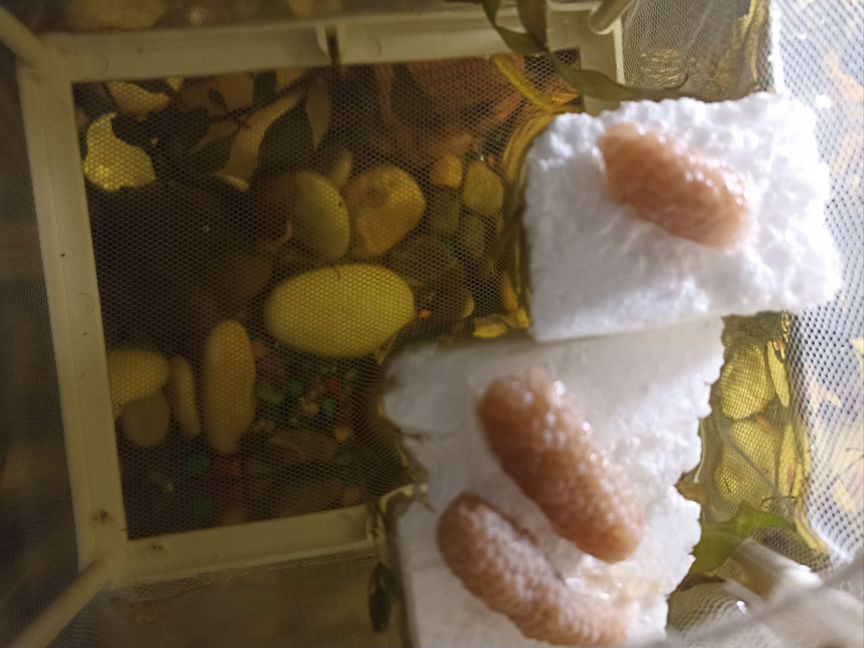 Икра улиток ампулярий