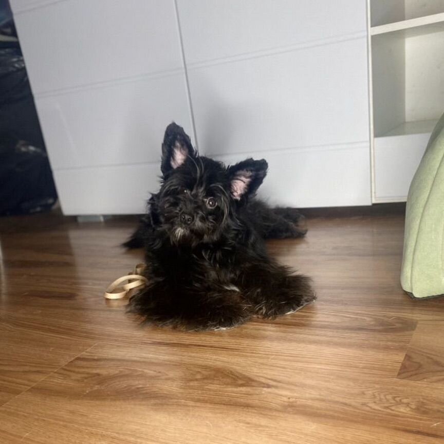 Малыш бивер йорк