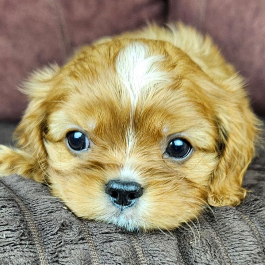 Кавалер кинг-чарльз-спаниель, щенок