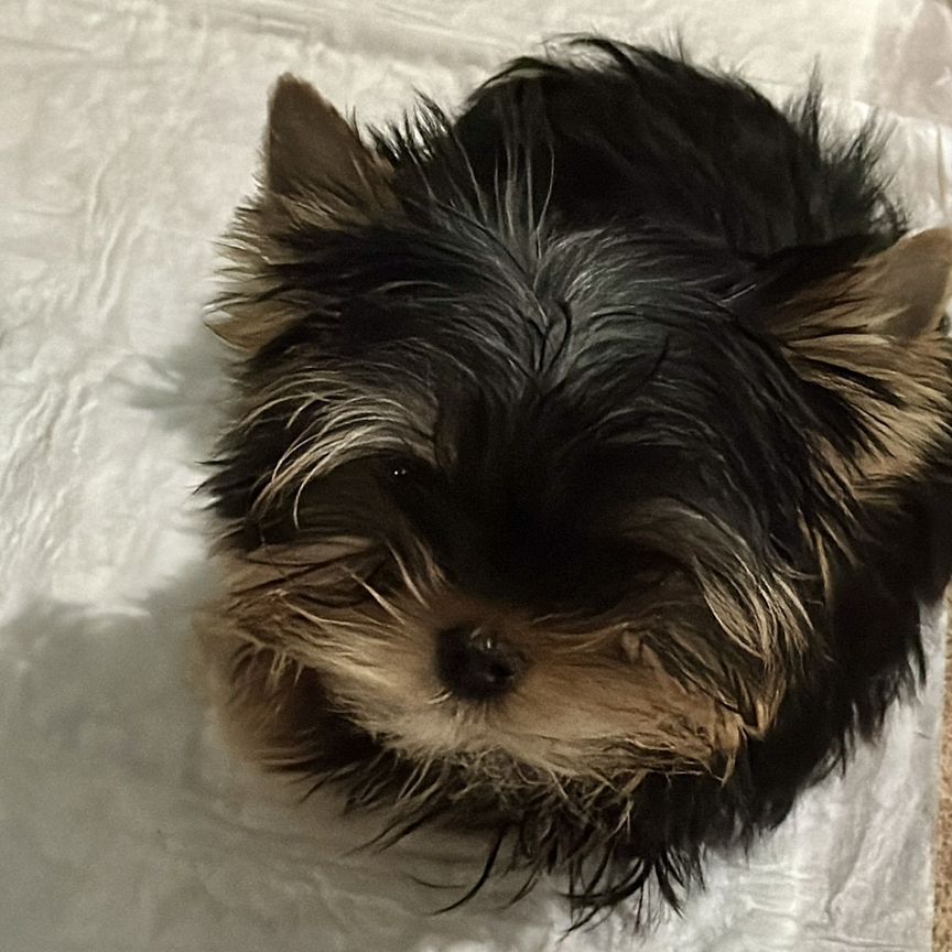 Паспорт йорк