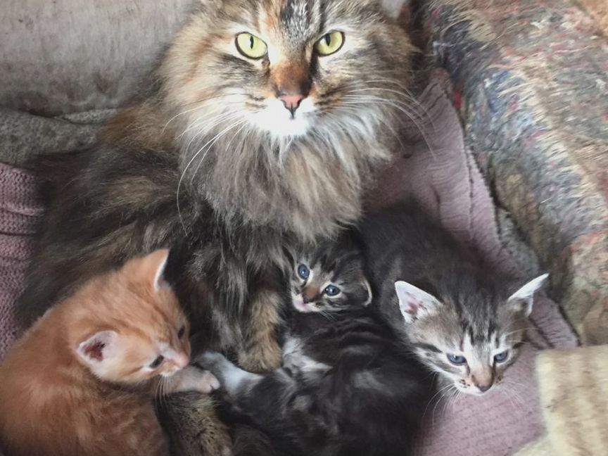 Котятам нужен дом или передержка
