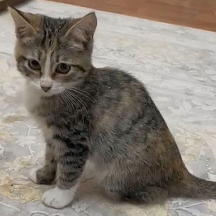 Котенок