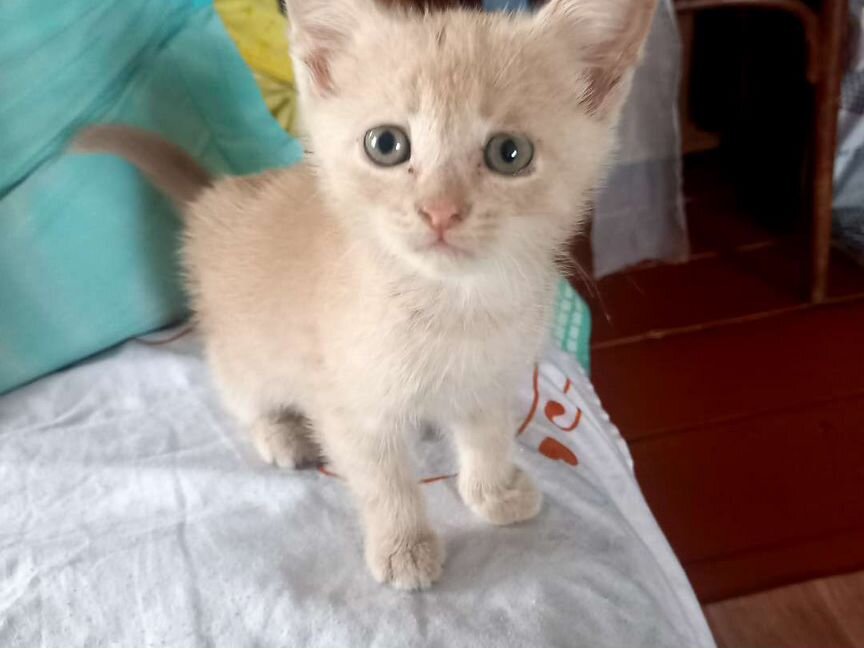 Кошка в дар бесплатно