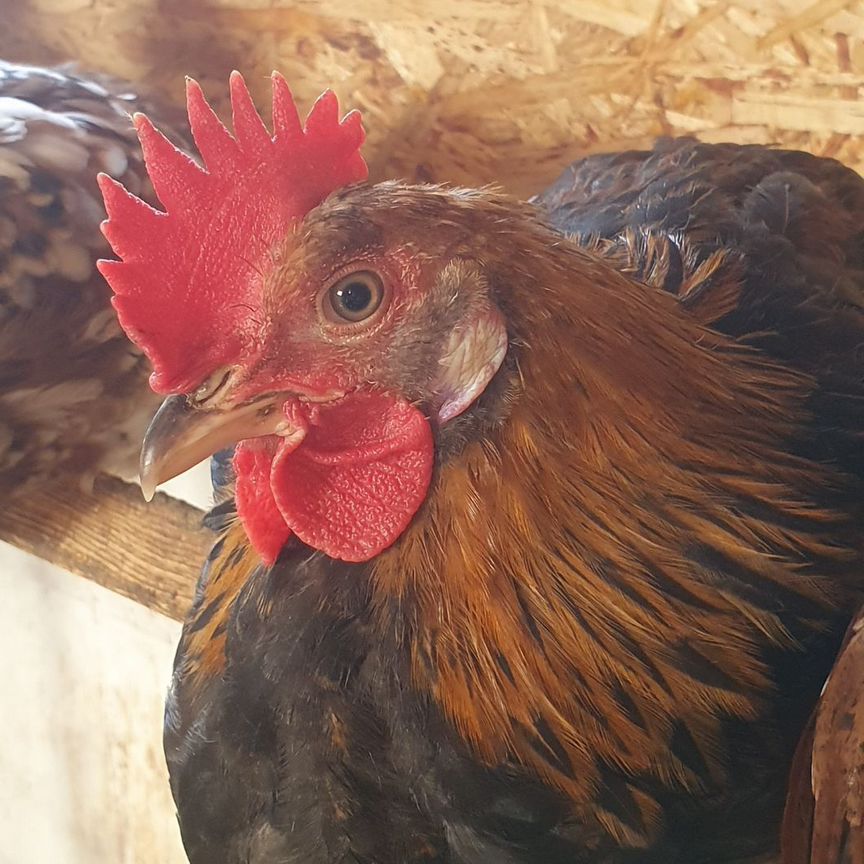 Молодые петухи порода Итальянская куропатчатая