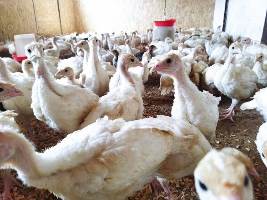 Продаються подрошенные индюшата