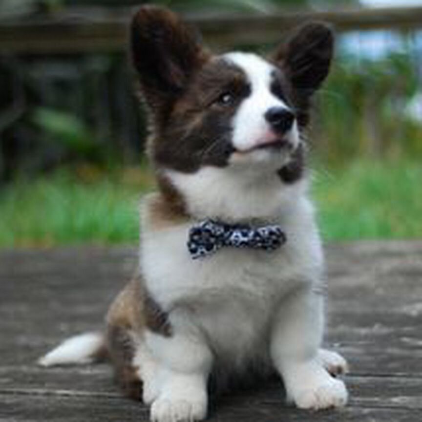 Вельш Корги Кардиган, щенок