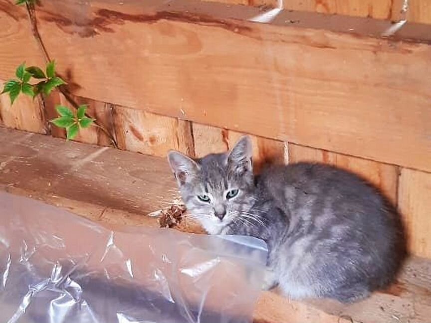 Котенок ищет дом