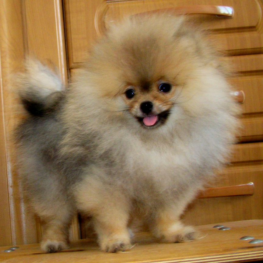 Шпиц красивый мальчишка