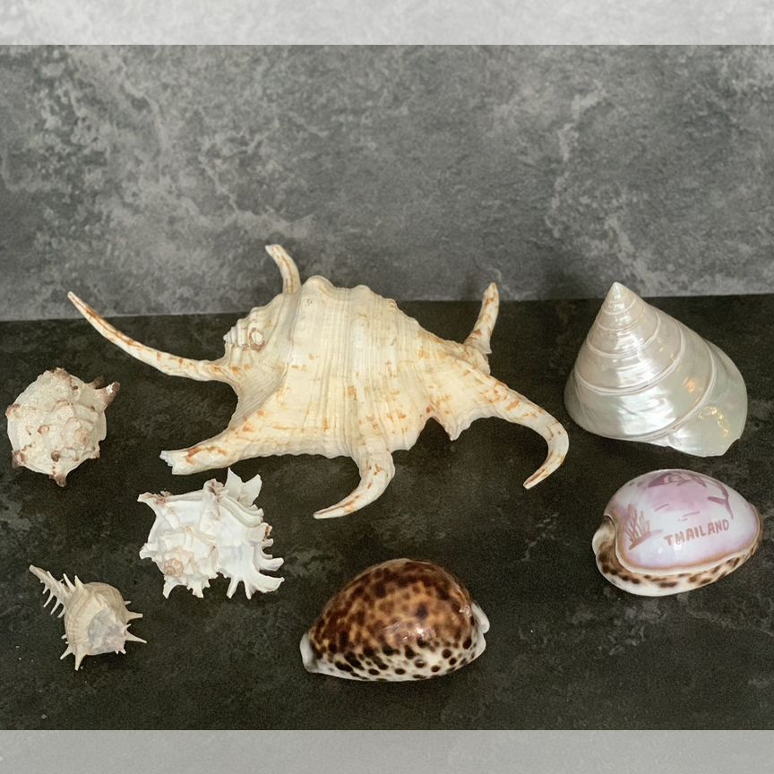 Морские ракушки