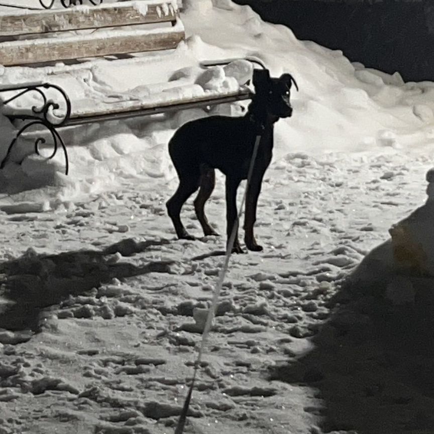 Доберман, щенок