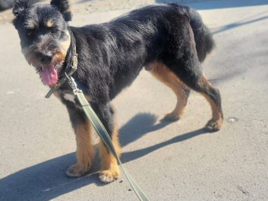 Пёсик Блэк ищет дом