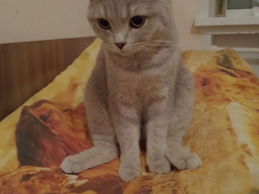 Шотландская