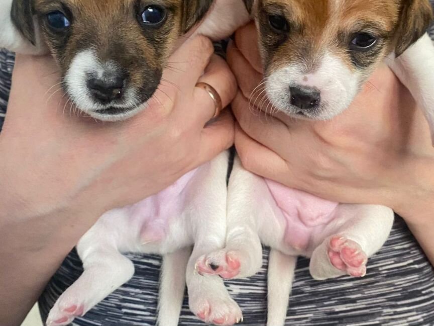 Джек Рассел терьер