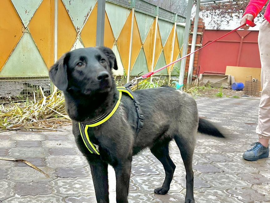 Метис голландской овчарки Веста 9 мес бесплатно