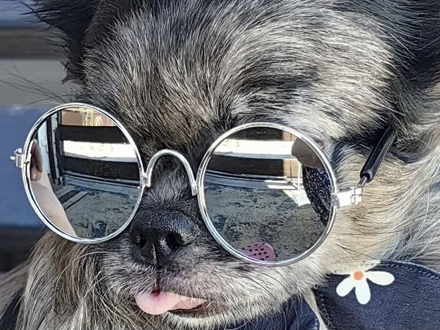 Щенки чихуахуа мини Ёжик