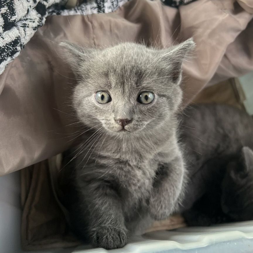 Котенок мальчик