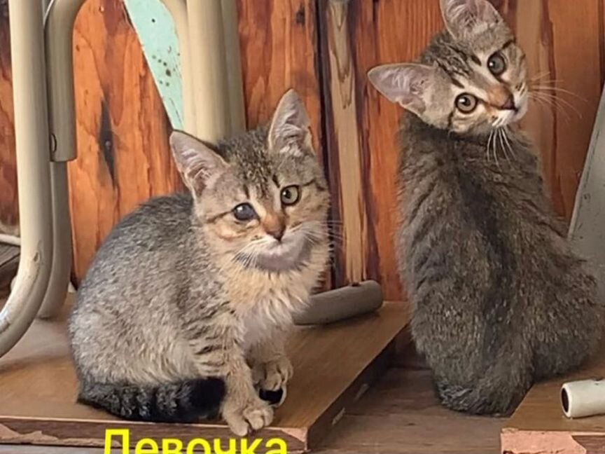 Котята