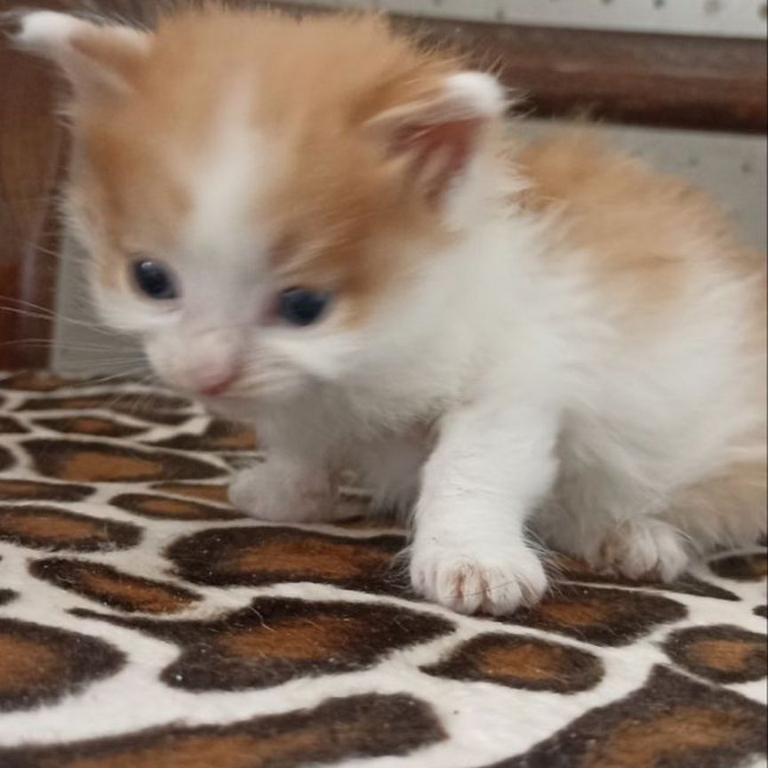 Котята в добрые руки даром