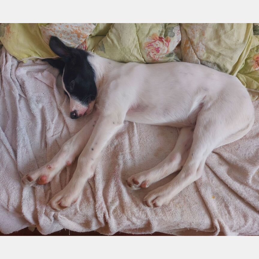 Щенок 2месяца ищет дом