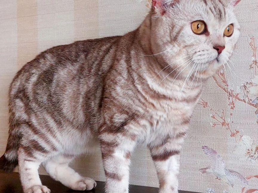 Кот британская шиншилла в дар