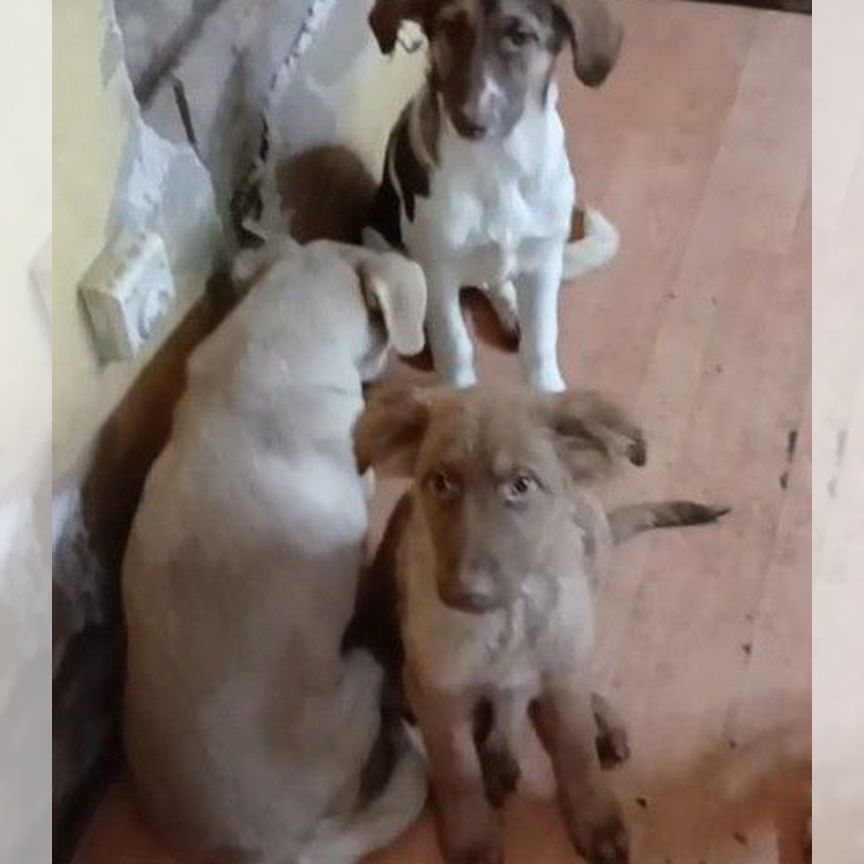 Щенок в добрые руки